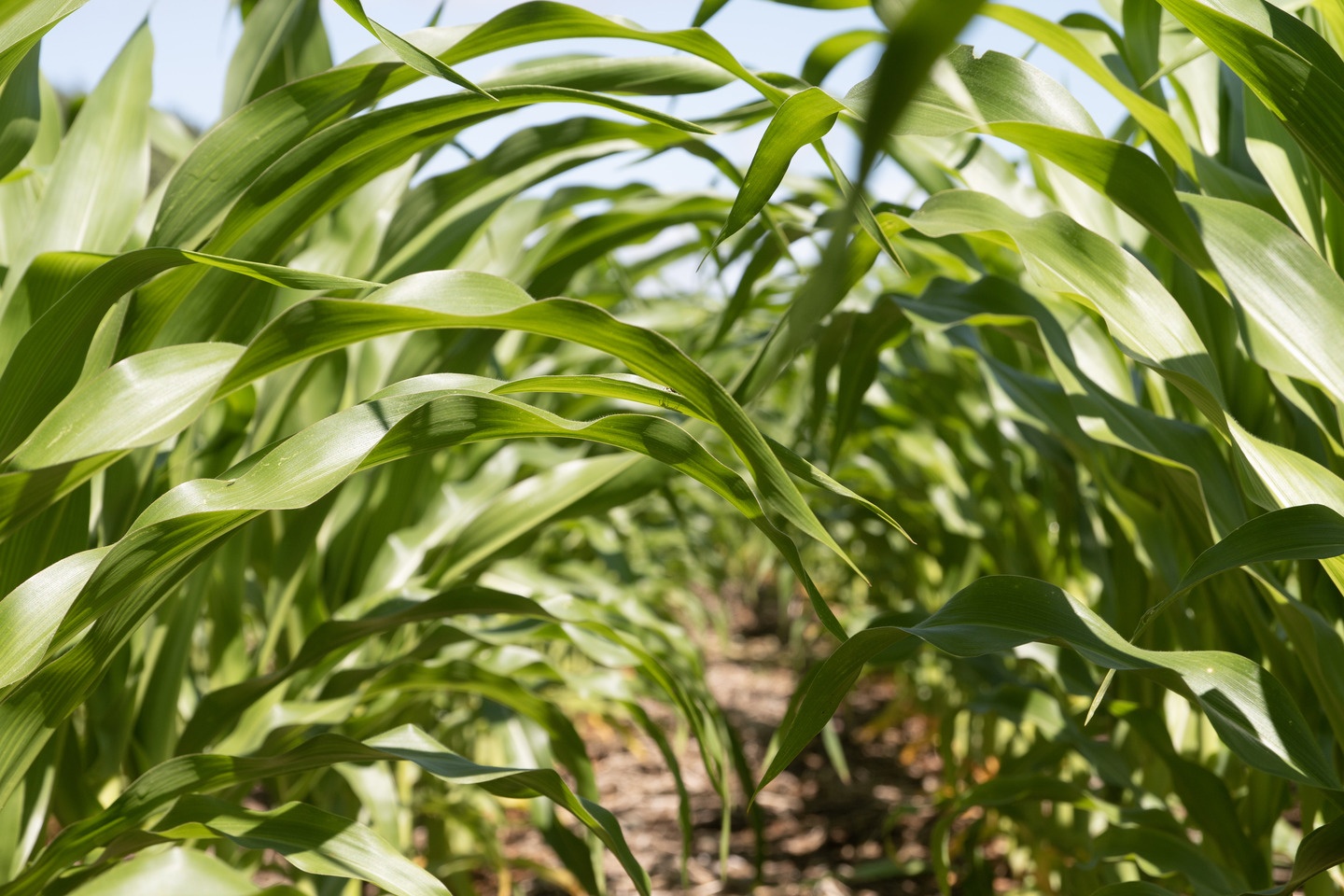 Optimizing Corn Hybrid Performance with Fastand - Helena Agri-Enterprises