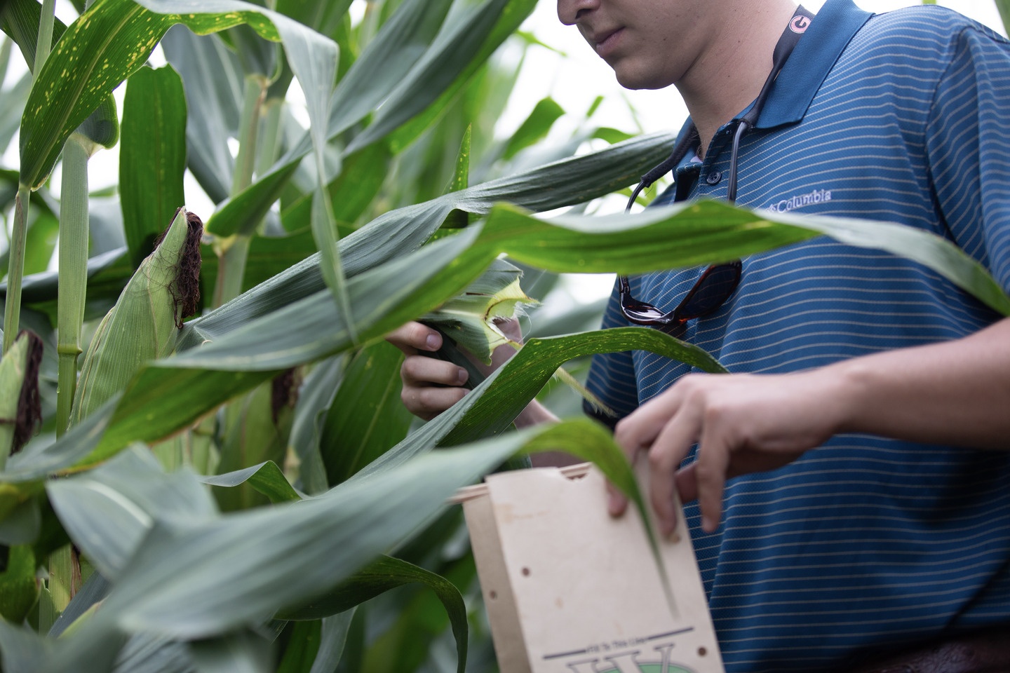 Tissue Samples Reveal Surprising Nutrient Trends in Corn - Helena Agri ...