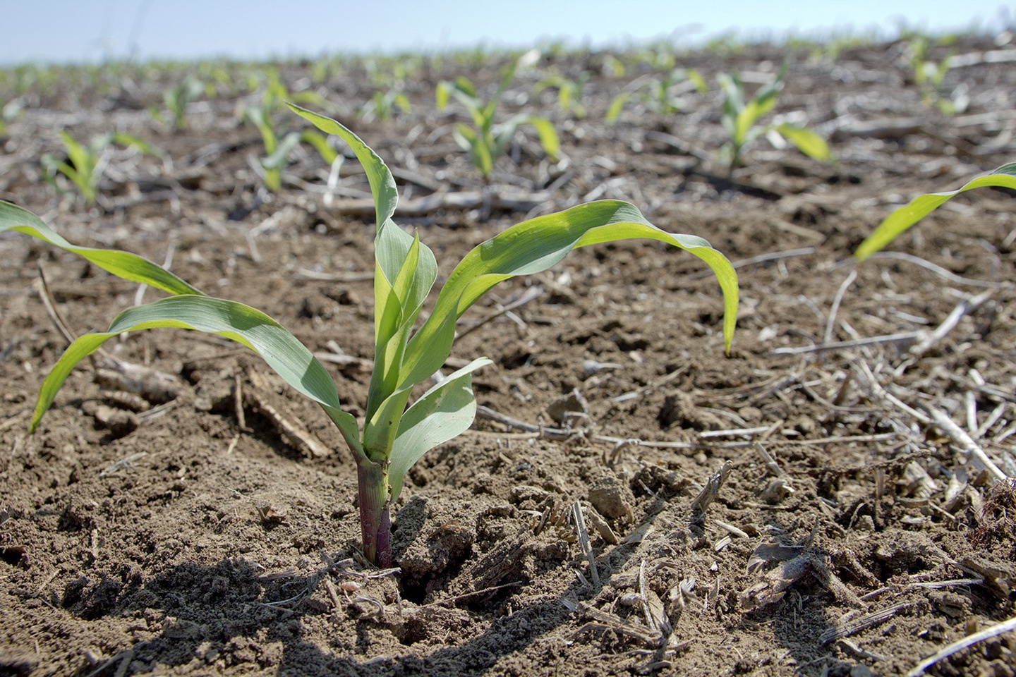 Readying Midwest Corn Growers for Black Cutworm - Helena Agri-Enterprises
