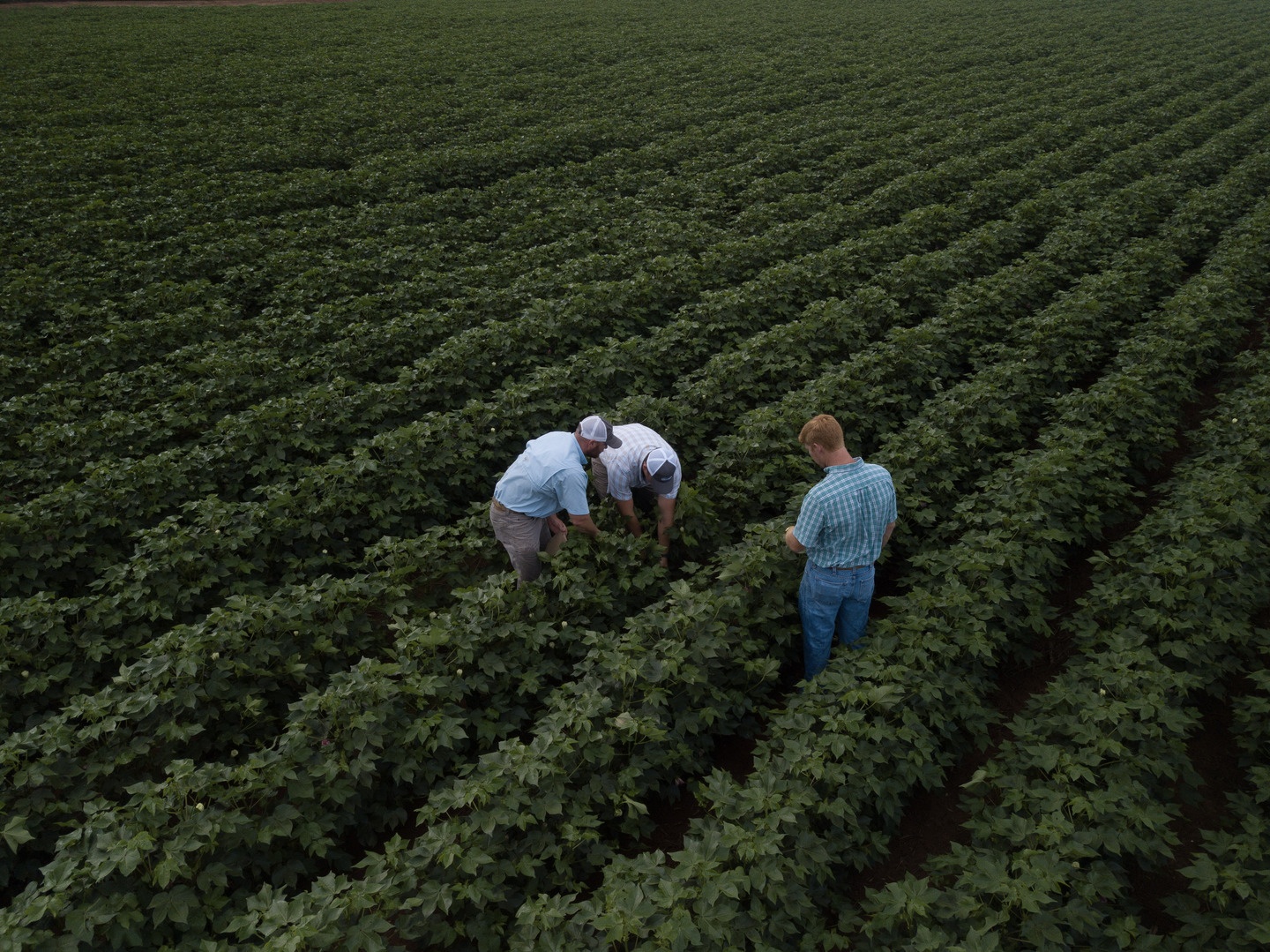 Unveiling Cotton Nutrient Deficiencies: Insights from Extractor Tissue ...