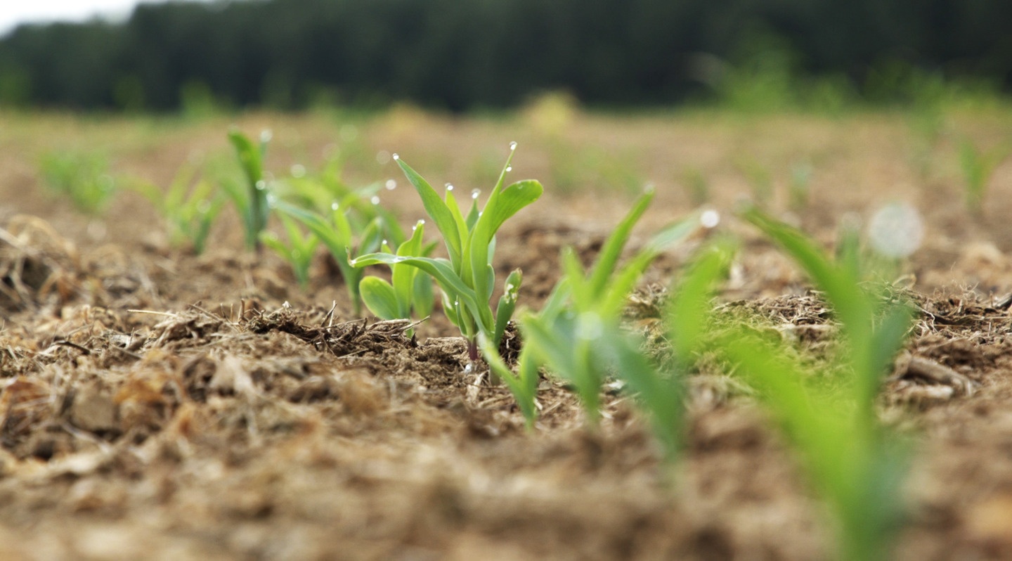 The Benefits of Starter Fertilizers - Helena Agri-Enterprises