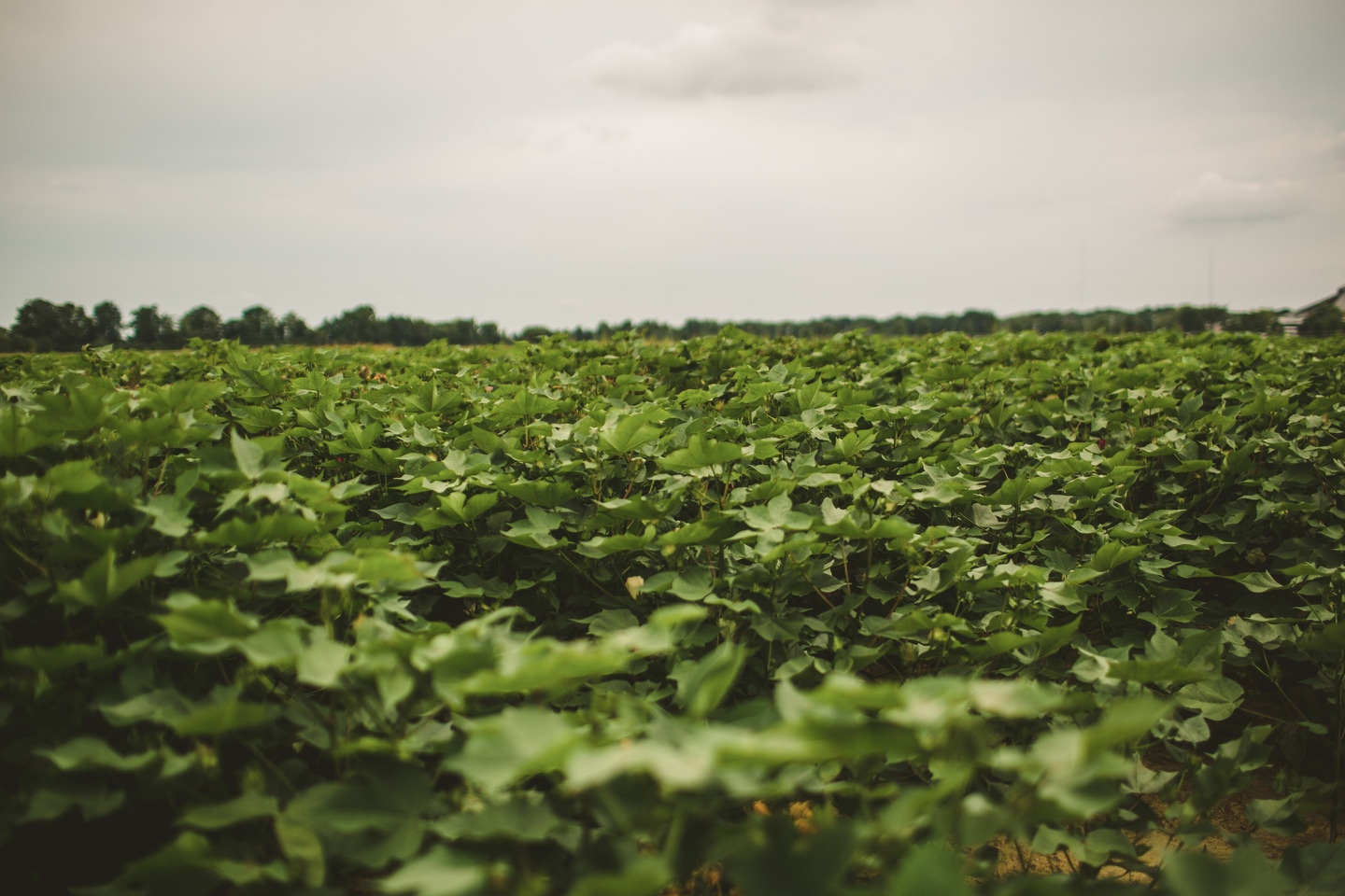 Breaking Down the Microbial Hype - Helena Agri-Enterprises