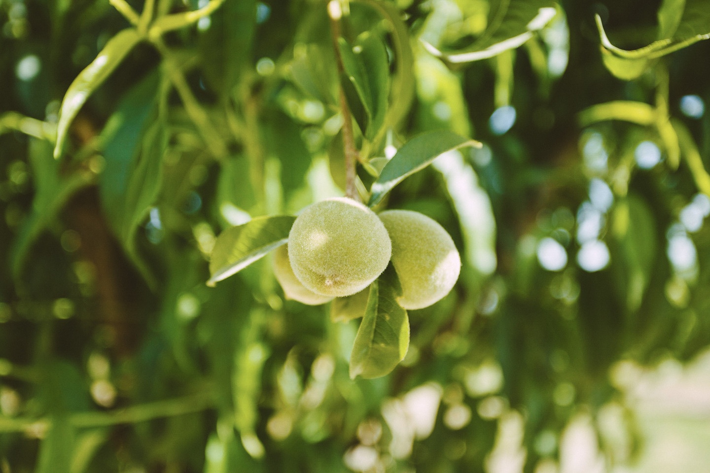 Managing Nitrogen in Your Orchards - Helena Agri-Enterprises