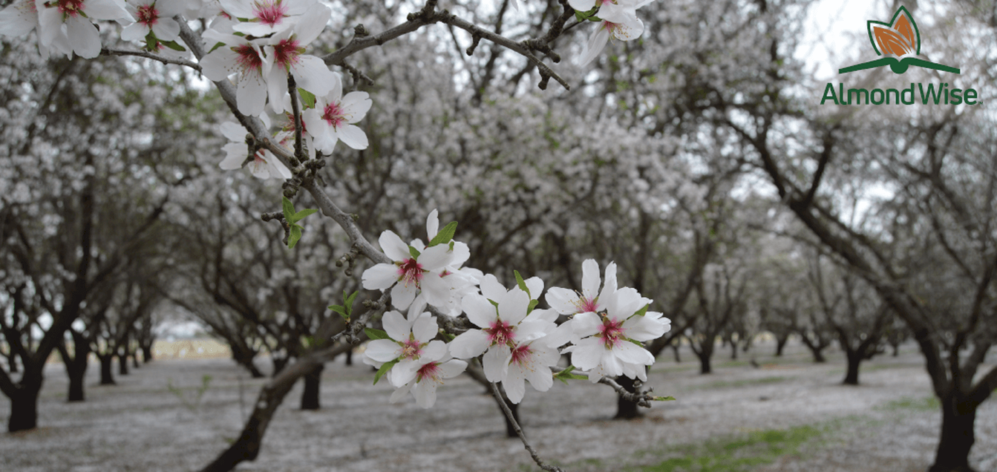 Almond Bloom Approaches Rapidly - Helena Agri-Enterprises