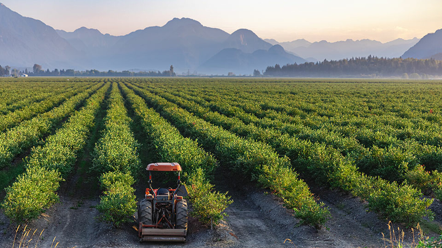 Mid-Season Nutrition for Blueberries - Helena Agri-Enterprises