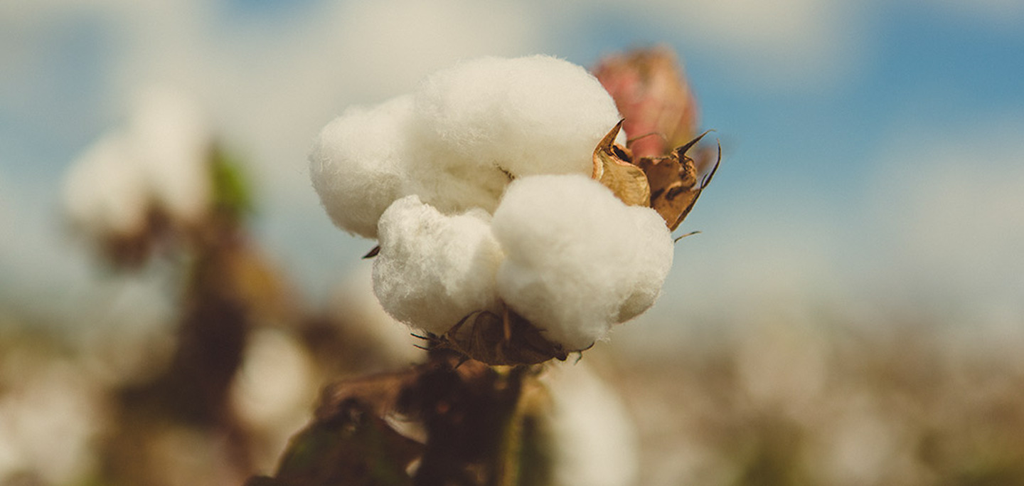 Keys to Successful Cotton Defoliation - Helena Agri-Enterprises