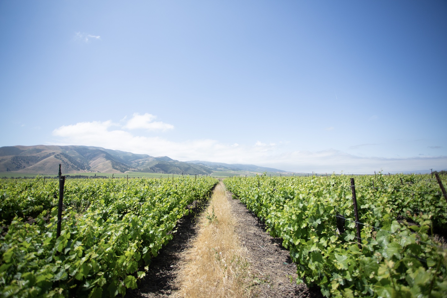 The Importance of Sampling in Grape Production - Helena Agri-Enterprises