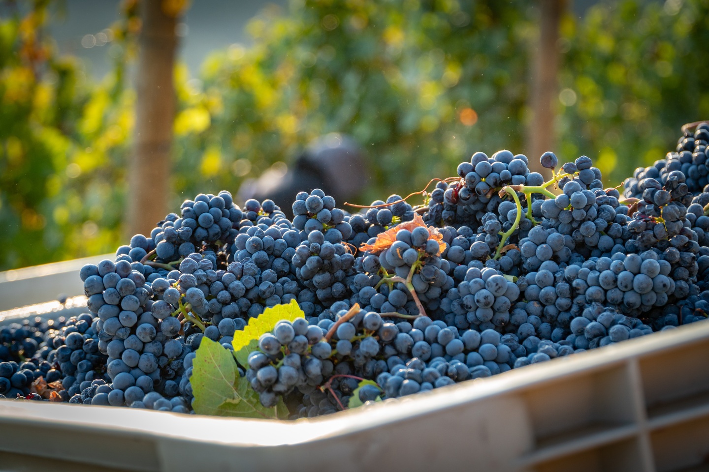 Be Grape Wise: From Harvest to Dormancy, A Complete Vineyard Recovery ...