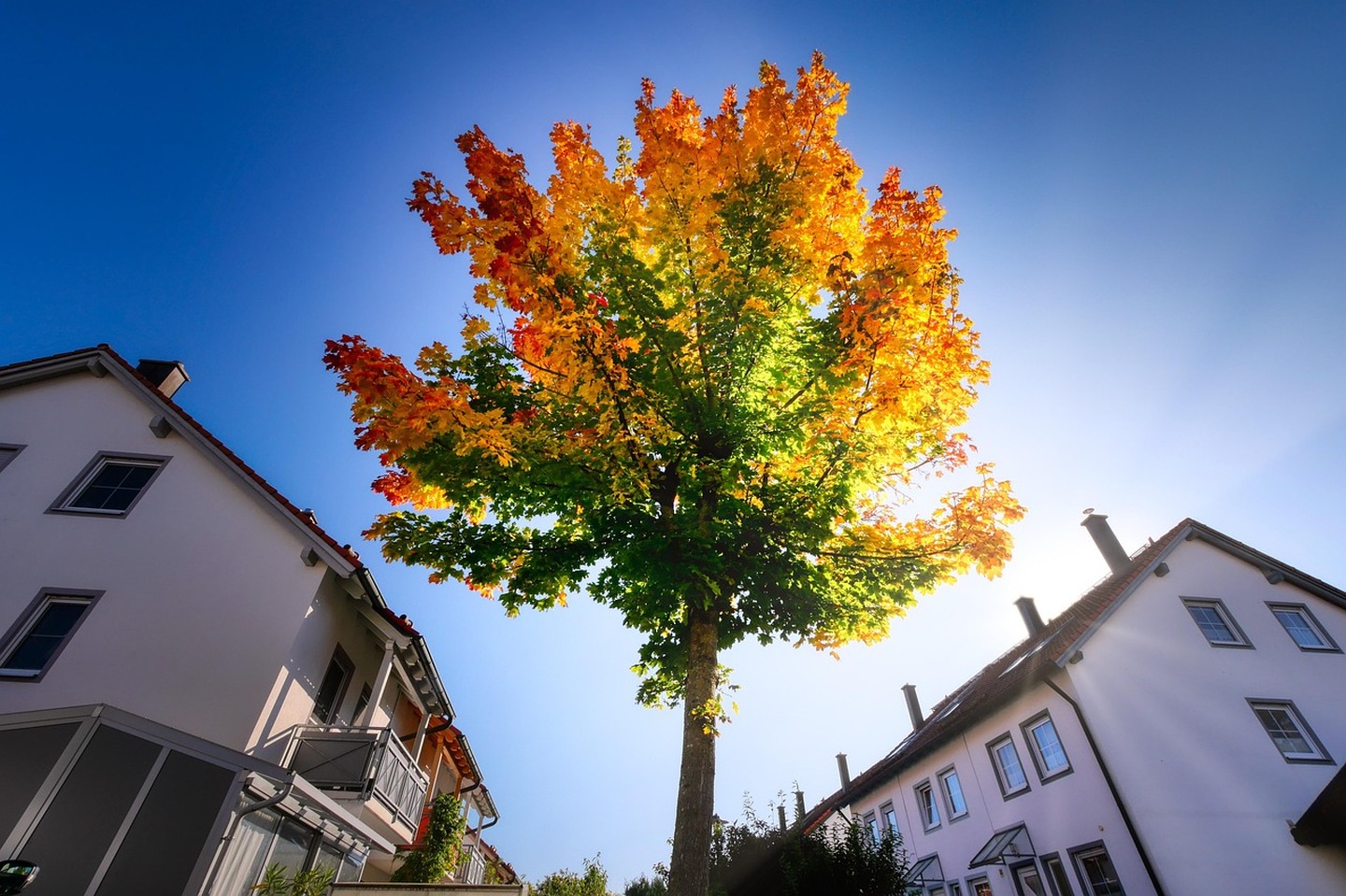 Fall Planting for Trees: The Science Behind It - Helena Agri-Enterprises